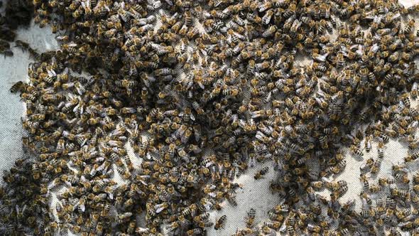 A Swarm of Bees Crawling, Macro Shot in, A Colony of Bees Crawling on a ...