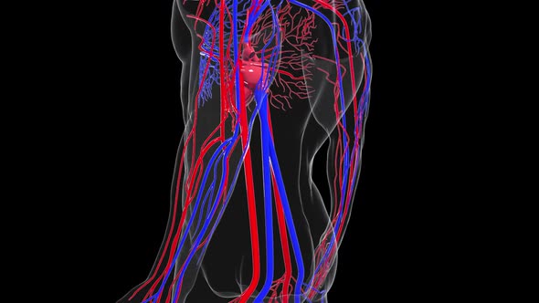 Human Circulatory System, Motion Graphics | VideoHive