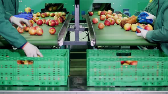 in an Apple Processing Factory Workers in Gloves Sort Apples, Stock Footage