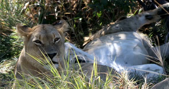 Lion without a mane Botswana Africa safari wildlife, Stock Footage