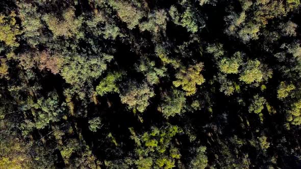 Overhead view of forest with trees with different colored leaves ...