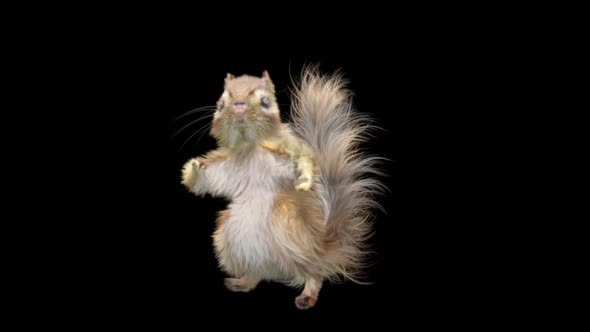 Chipmunk Dancing HD, Motion Graphics | VideoHive
