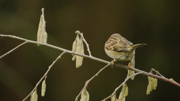 Brown male house sparrow scratch and trim beak on twig with dead leaves ...