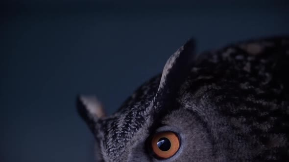 Eurasian Eagle Owl pouncing on prey at night, Stock Footage | VideoHive