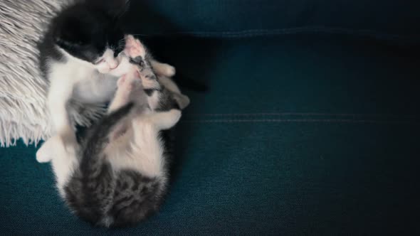 Two Cute Little Kittens are Playing with Each Other, Stock Footage