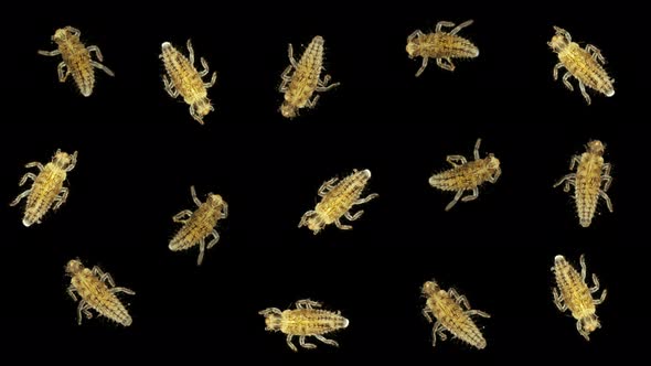 Larva Under the Microscope, the Initial Stage of the Coccinellidae ...