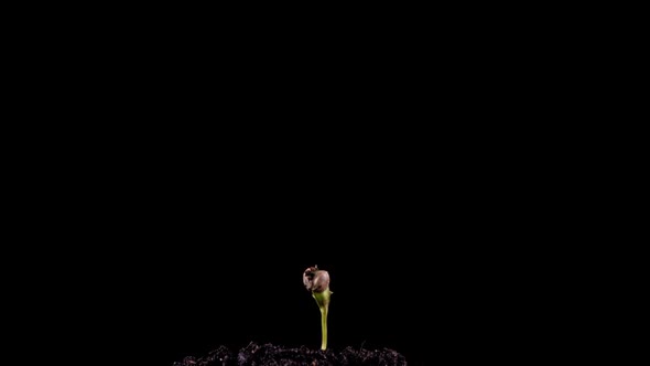 Cannabis Growth Time Lapse on Black Background Life Start Concept ...
