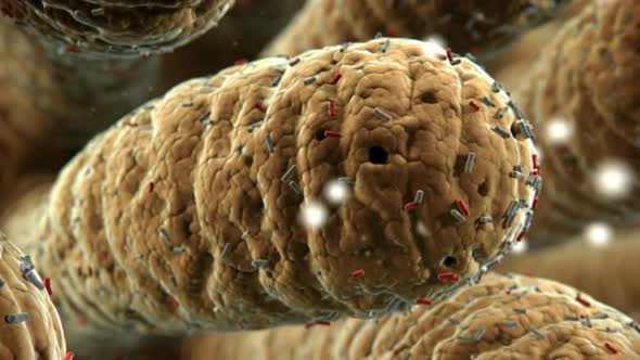 Bacteria Under The Microscope. An animated clip of a large colony ...