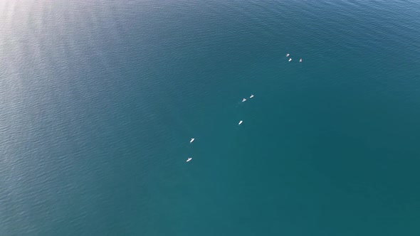 Sup surfing group aerial view 4 K Turkey Alanya, Stock Footage | VideoHive