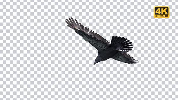 Eagle Fly 4K Vol.3, Motion Graphics | VideoHive