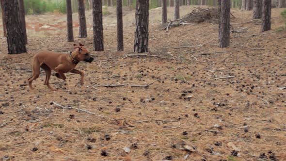 Cheerful Young Dog Boxer is Chasing a Ball Trying to Catch in Slow ...
