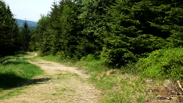 A Tortuous Path in a Forest, Stock Footage | VideoHive