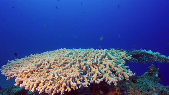 Table Coral, Stock Footage | VideoHive