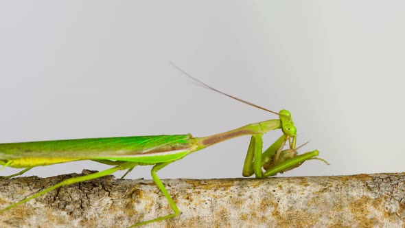 Praying Mantis catching a Cricket to eat, Stock Footage | VideoHive