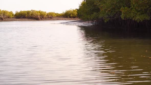 Pan view at the river and the Mangrove. Jinack Island, The Gambia ...
