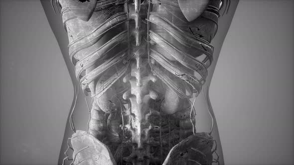 Anatomy Tomography Scan of Human Body, Motion Graphics | VideoHive