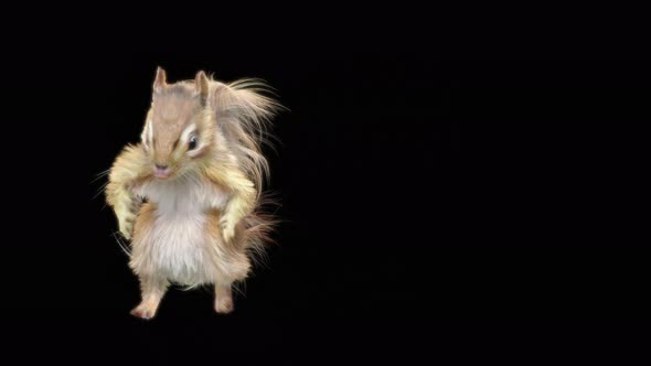 78 Chipmunk Dancing 4K, Motion Graphics | VideoHive