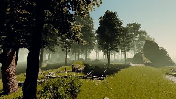 Flight Through The Forest, Motion Graphics | VideoHive