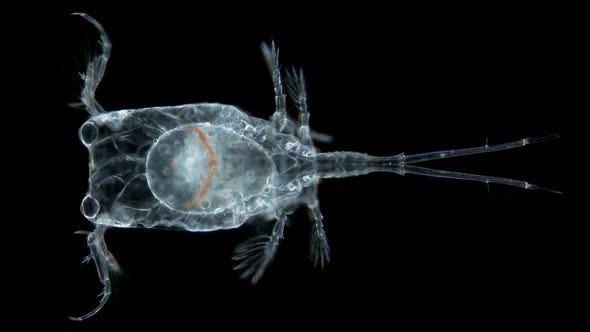 Beautiful Crustacean Copepoda Copilia Sp, Stock Footage | VideoHive