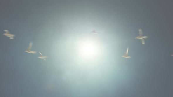 Birds Flying Against the Sun Loop, Motion Graphics | VideoHive