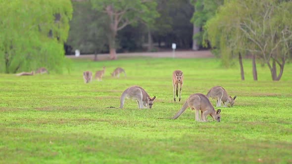 Footage of the Animals with Muscular Tails, Strong Back Legs, Large ...