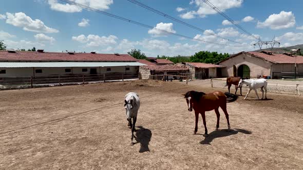 Horse ranch high in the mountains of Cappadocia Aerial view 4 K, Stock ...