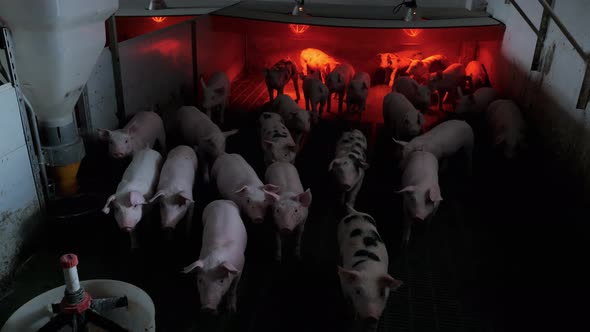 Group of Young Little Pigs on a Farm in a Pigsty Stand Under Infrared Lamp, Stock Footage
