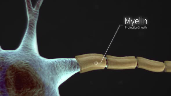 The Human nervous system 3d medical animation, Motion Graphics | VideoHive