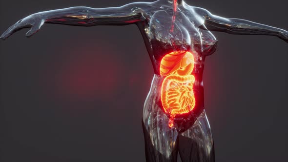 Anatomy of Human Body with Digestive System, Motion Graphics | VideoHive