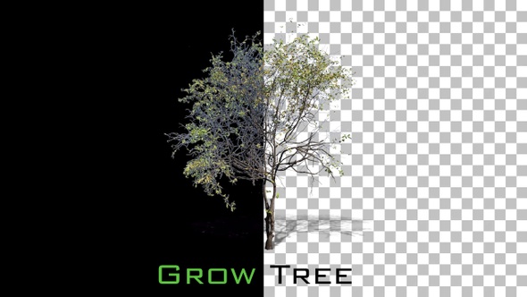 Growing Tree Animation, Motion Graphics | VideoHive