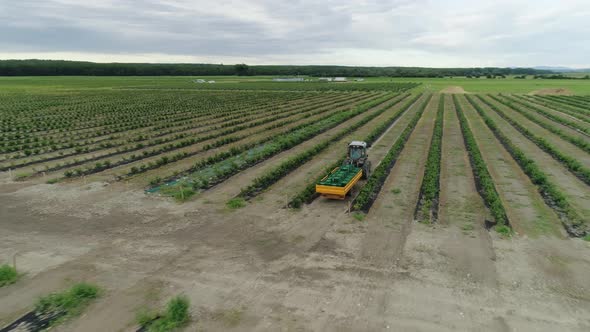 Fly Away from a Tractor on a Blueberry field, Stock Footage | VideoHive