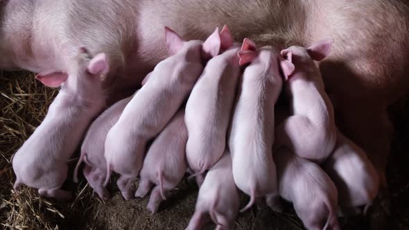 Little Piglets Drink Milk From Piglets, Stock Footage | VideoHive