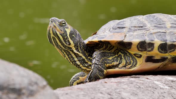 Close up shot of turtle stretches his neck up in the air beside natural ...