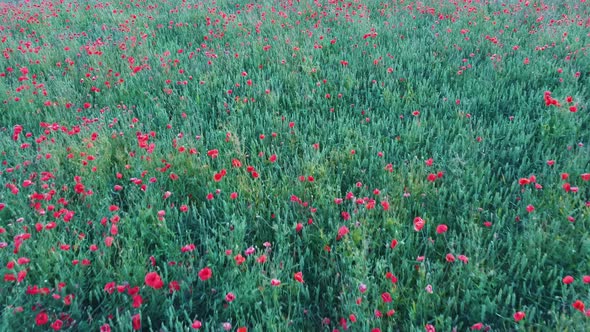 Flying Over Field With Poppy Flowers Aerial Dron Shoot. , Stock Footage