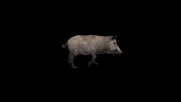Wild Boar Walk Transparent Alpha Loop Animation, Motion Graphics ...