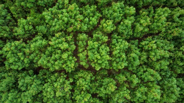 4K Aerial view over a rubber tree in Thailand. natural texture for ...