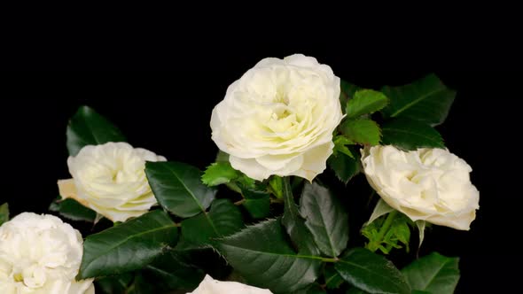 Time Lapse of Opening White Rose Flower, Stock Footage | VideoHive