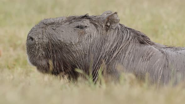 close up portrait on face of adult capybara covered in mud and getting ...