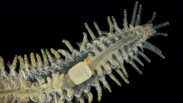 a Sea Ciliary Worm of the Syllidae Family Under a Microscope, Differs ...