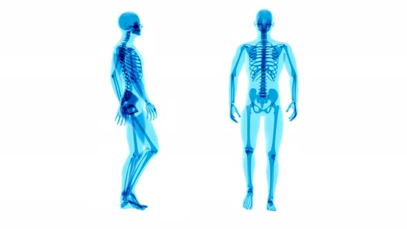 4K Anatomy concept of a Xray man walking, Motion Graphics | VideoHive