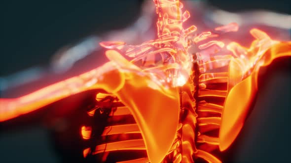 Human Body Skeleton Anatomy Scan, Motion Graphics | VideoHive