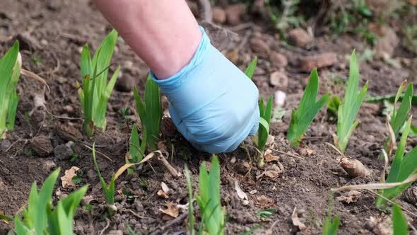 Close Up View of Plucking the Weeds By Hoe, Stock Footage | VideoHive