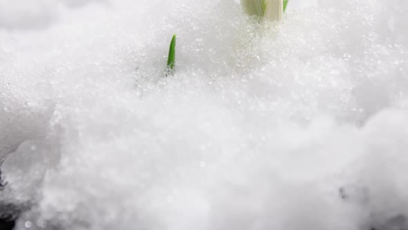 Sprout Growing Under the Snow Snow Is Melting Timelapse Plant Under the ...