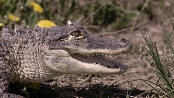 Alligator side profile in natural habitat, Stock Footage | VideoHive