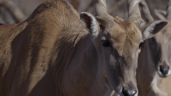 african elan african animal of prey in a herd desert life, Stock Footage