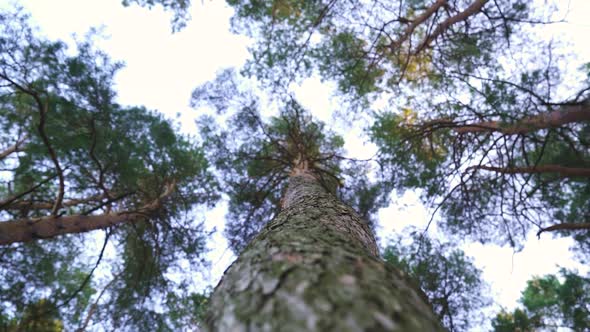 Spinning around trunk in tree canopy in pine tree forest on spring day ...