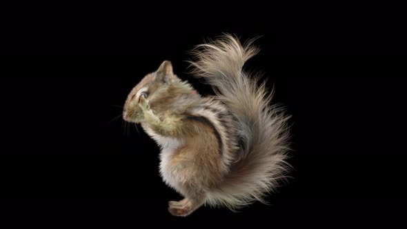 Chipmunk Dancing 4K, Motion Graphics | VideoHive