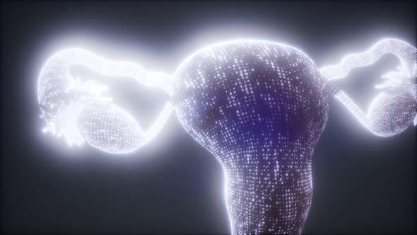 Female Reproductive System Anatomy, Motion Graphics | VideoHive