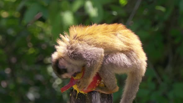 Central American Squirrel Monkey eating a mango in Manuel Antonio ...