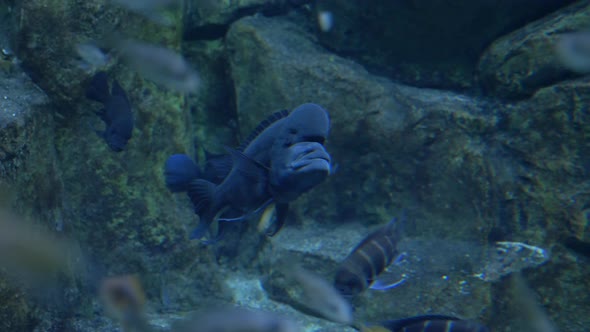 Black Big Fish with a Big Forehead Swims in the Moscow, Stock Footage